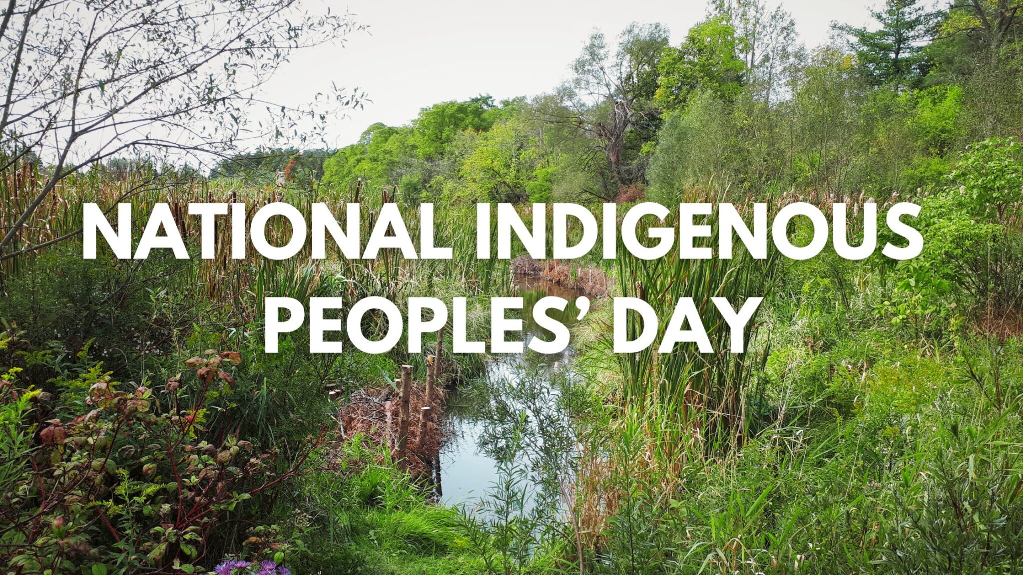 Indigenous Peoples’ Day: Honouring Indigenous Stewardship | Ontario ...